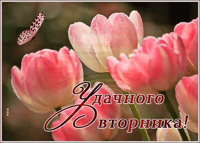 Милая открытка с вторником - Скачать бесплатно