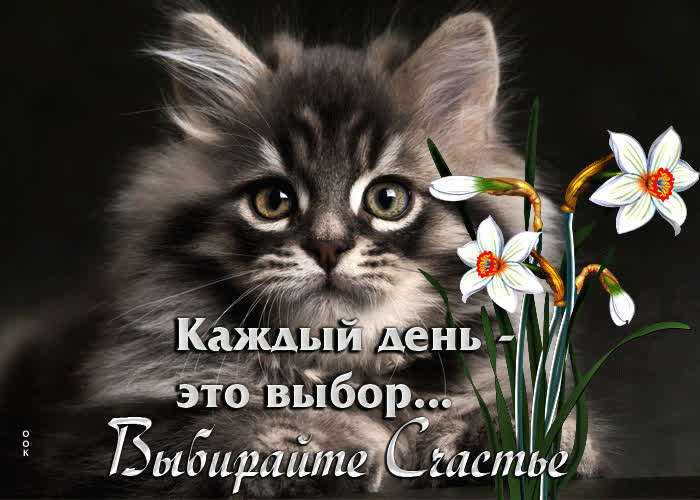 Невероятная открытка с кошечкой Выбирайте счастье- Скачать бесплатно на ...