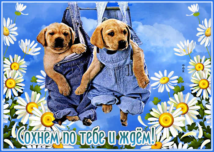 Прикольная открытка Сохну по тебе и жду - Скачать бесплатно на ...